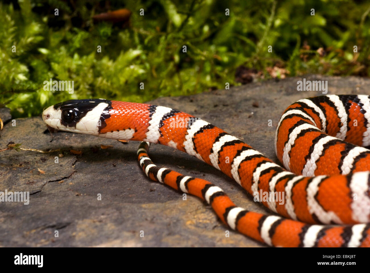 Mountain Kingsnake, Arizona Mountain Kingsnake (Lampropeltis pyromelana ...