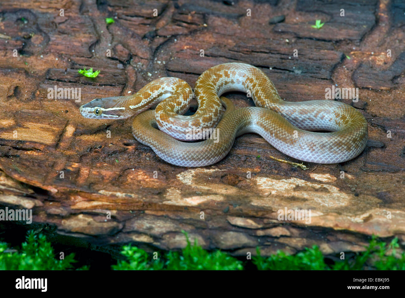 Common house snake, Common brown house snake (Boaedon fuliginosus, Lamprophis fuliginosus ...