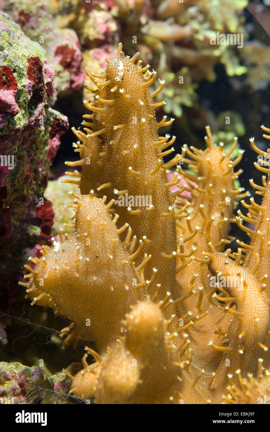 Soft Coral, Finger Leather (Lobophytum spec.), close up Stock Photo - Alamy