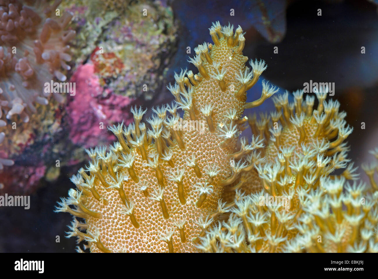 Soft Coral, Finger Leather (Lobophytum spec.), close up Stock Photo - Alamy