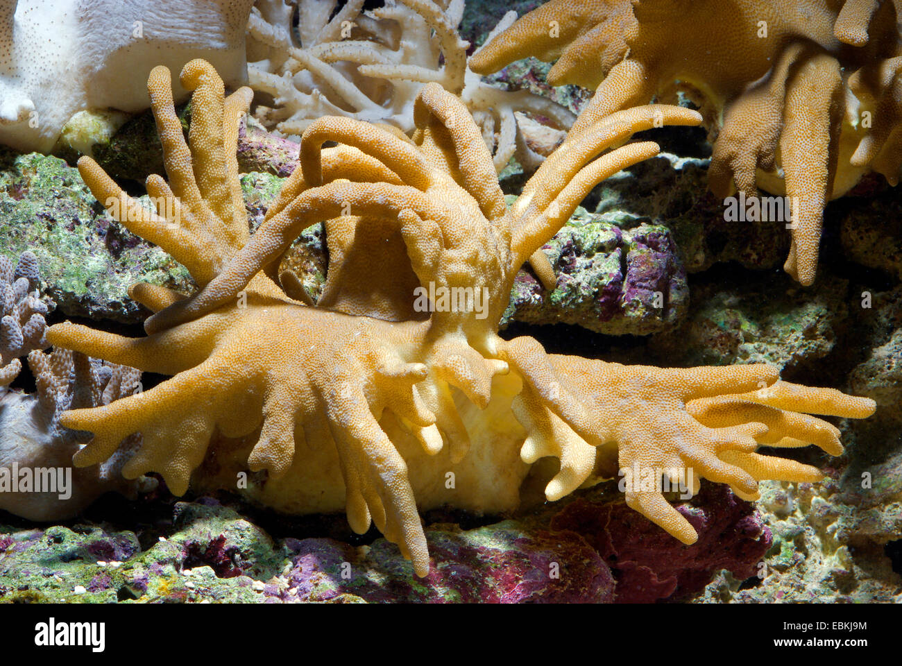 Soft Coral, Finger Leather (Lobophytum spec Stock Photo - Alamy