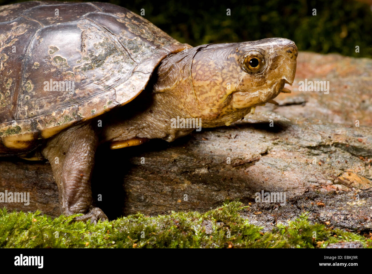 Mud turtle, common mud turtle, Eastern mud turtle (Kinosternon ...