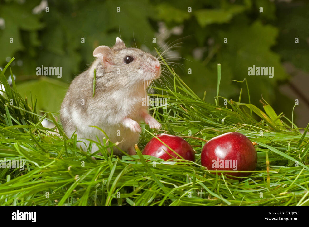 striped hairy-footed hamster, Dzungarian hamster (Phodopus sungorus ...