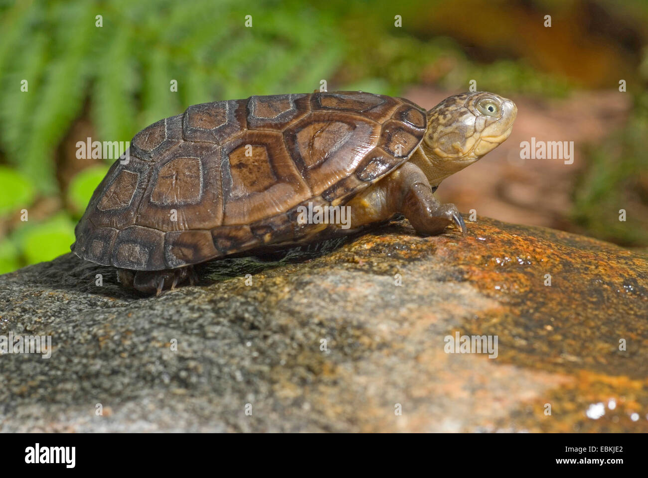 Helmeted turtle, African helmeted turtle, Marsh turtle (Pelomedusa ...