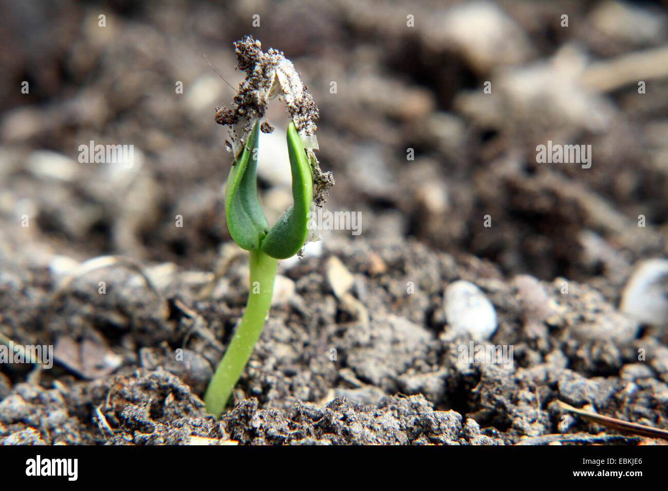 Sunflower seeds soil hi-res stock photography and images - Alamy