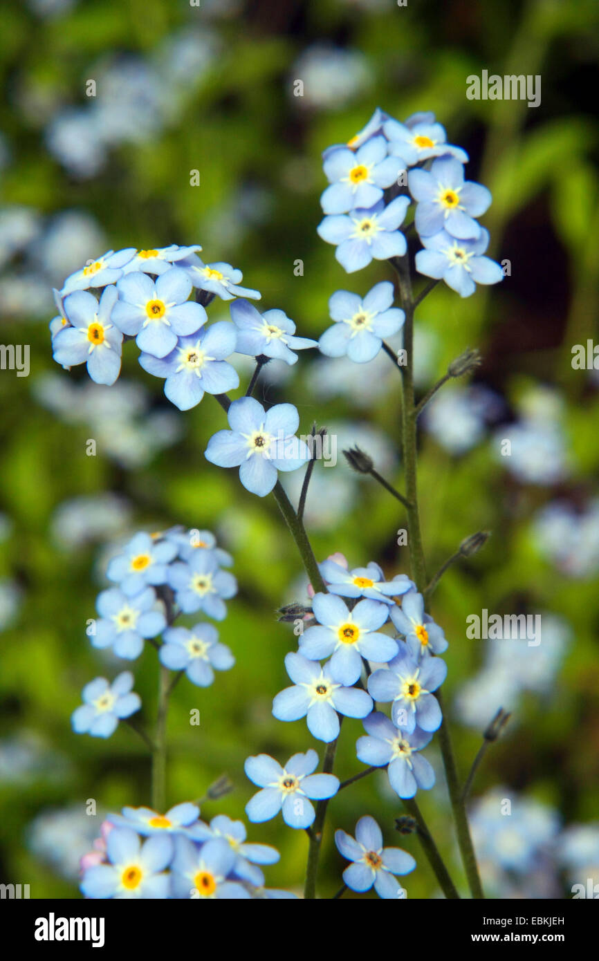 wood forget-me-not, woodland forget-me-not (Myosotis sylvatica ...