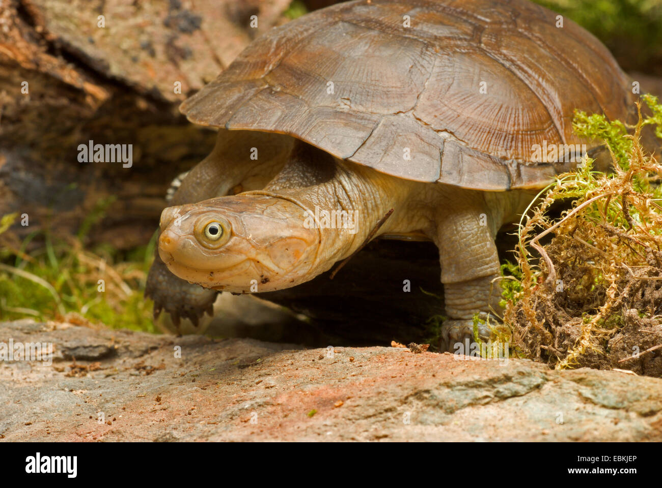 Helmeted turtle, African helmeted turtle, Marsh turtle (Pelomedusa ...
