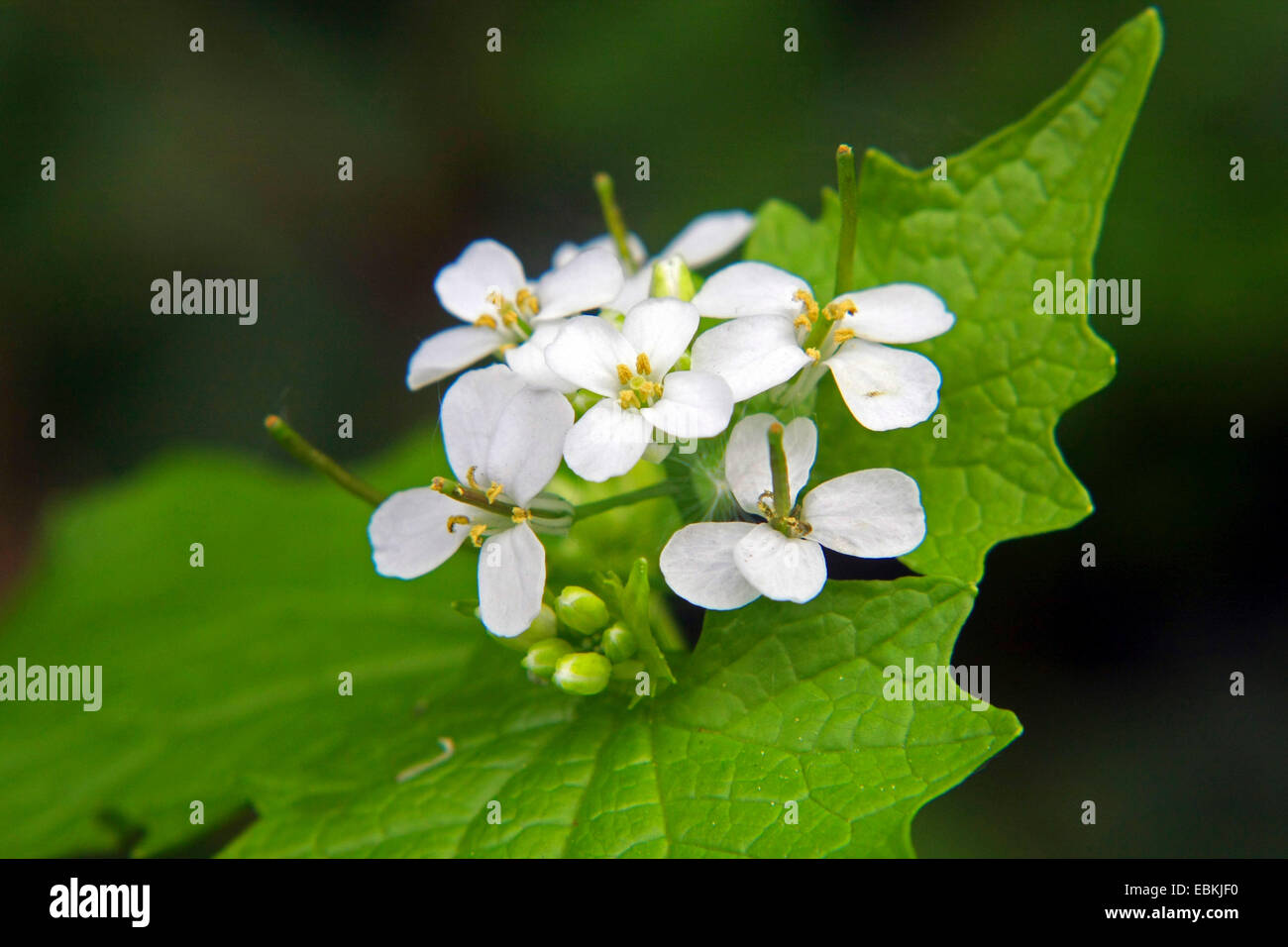 Garlic mustard, Hedge Garlic, Jack-by-the-Hedge (Alliaria petiolata ...