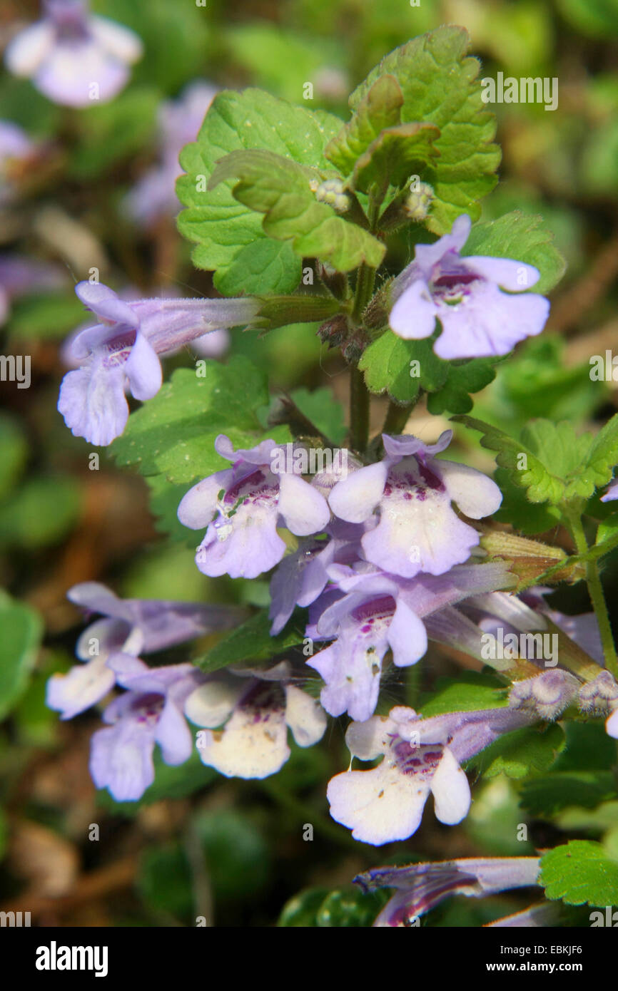 gill-over-the-ground, ground ivy (Glechoma hederacea), blooming ...
