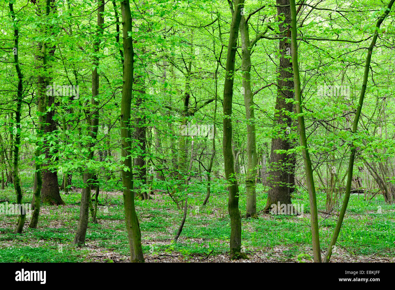 deciduous forest in spring, Germany Stock Photo - Alamy