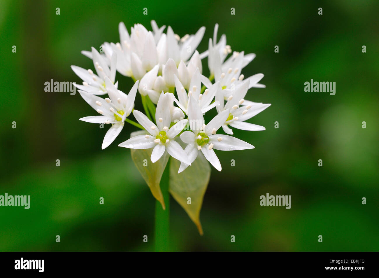 ramsons, buckrams, wild garlic, broad-leaved garlic, wood garlic, bear ...
