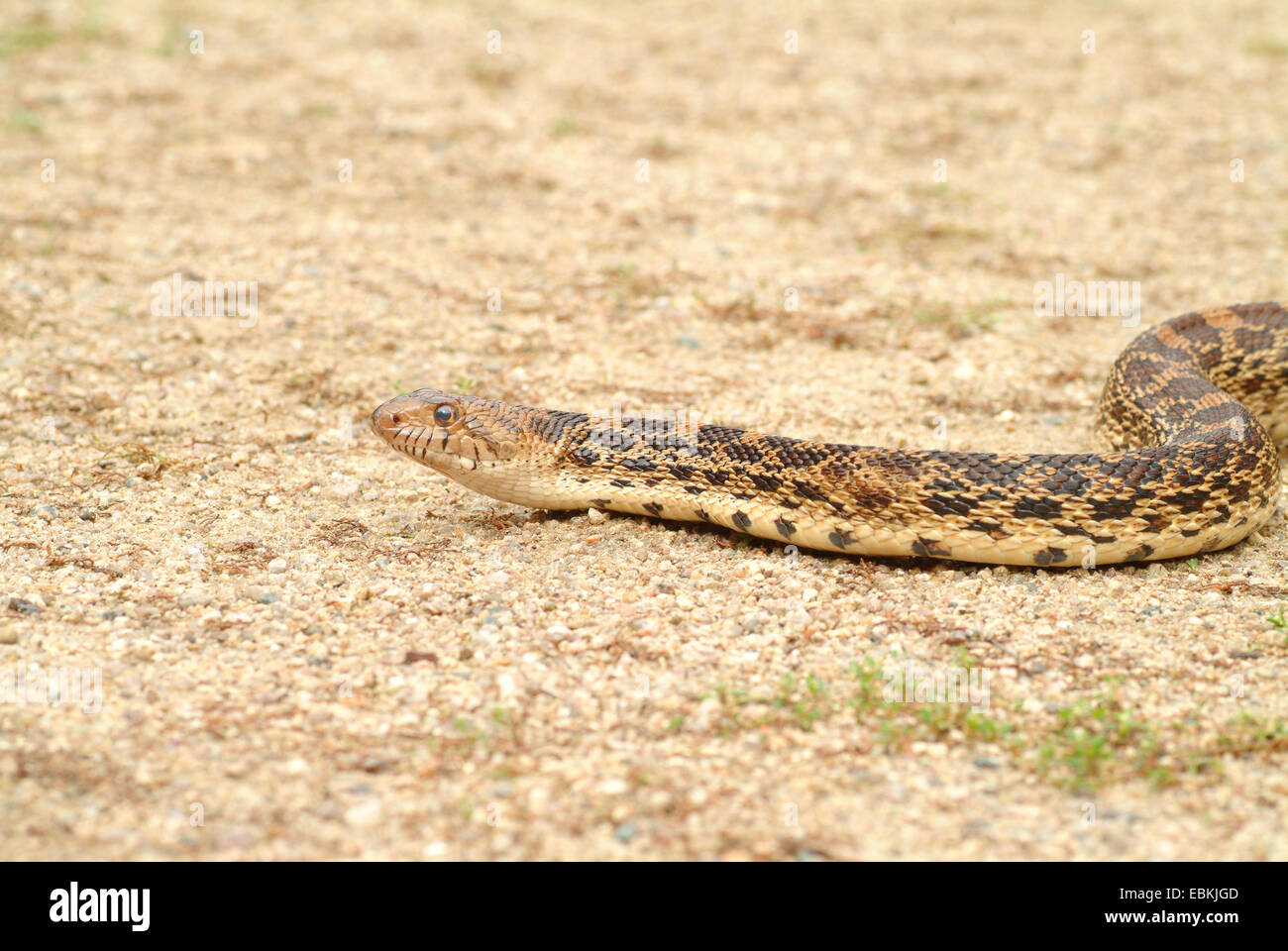 Bullsnake (Pituophis catenifer sayi), lying on a rock Stock Photo - Alamy