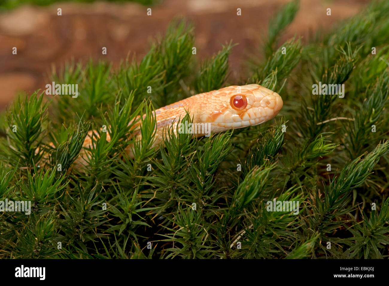 Gopher snake hi-res stock photography and images - Alamy