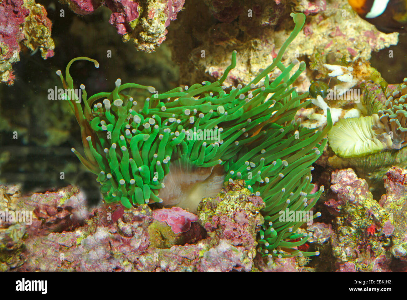 Torch Coral (Euphyllia glabrescens), side view Stock Photo - Alamy
