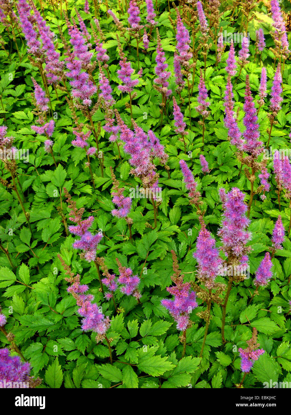 False goats beard hi-res stock photography and images - Alamy