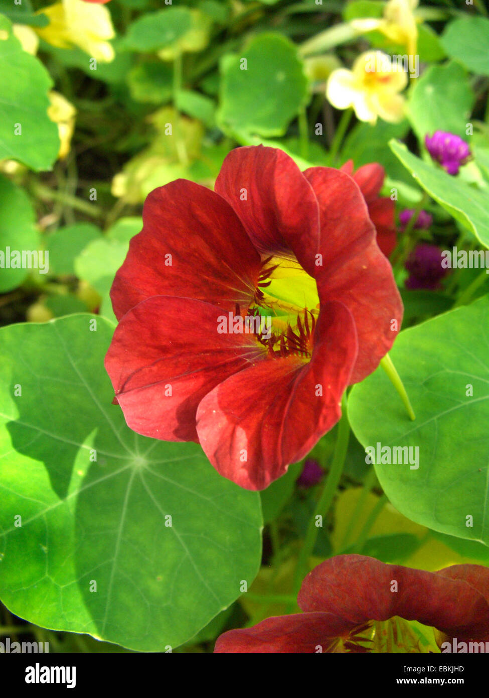 Indian cress, common nasturtium, garden nasturtium (Tropaeolum majus ...