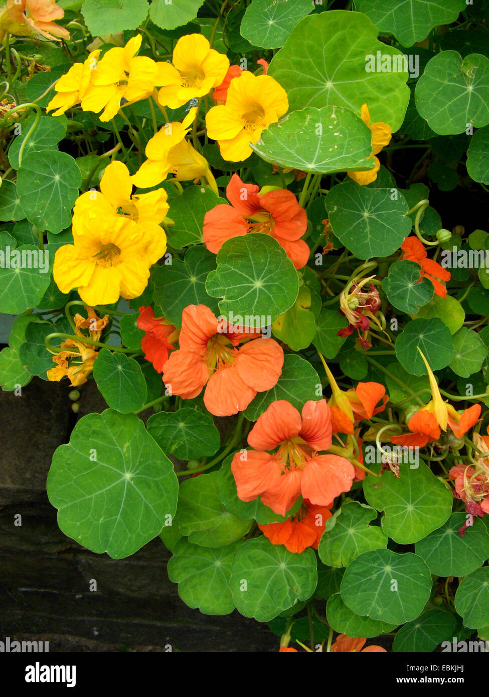 Indian cress, common nasturtium, garden nasturtium (Tropaeolum majus ...
