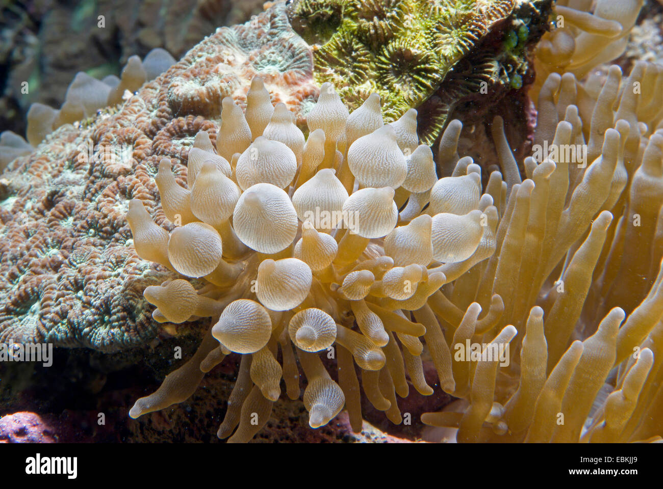 four-colored anemone, bubble-tip anemone, bulb-tip anemone, bulb ...