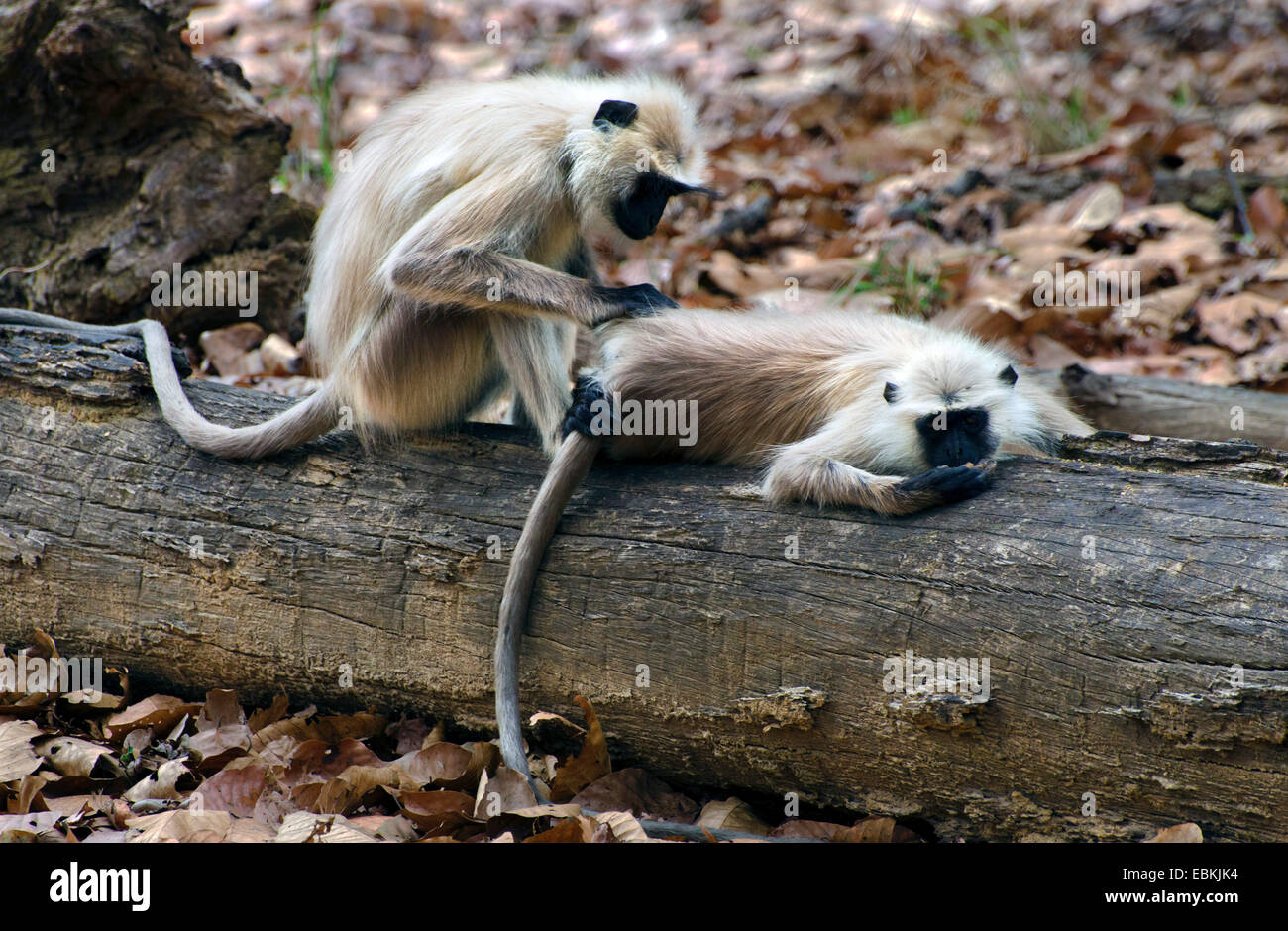 Sacred langur, Indian langur, Hanuman langur, Northern Plains Gray ...