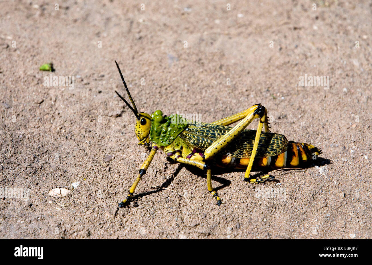 migratory locust (Locusta migratoria), sitting on the ground, South ...