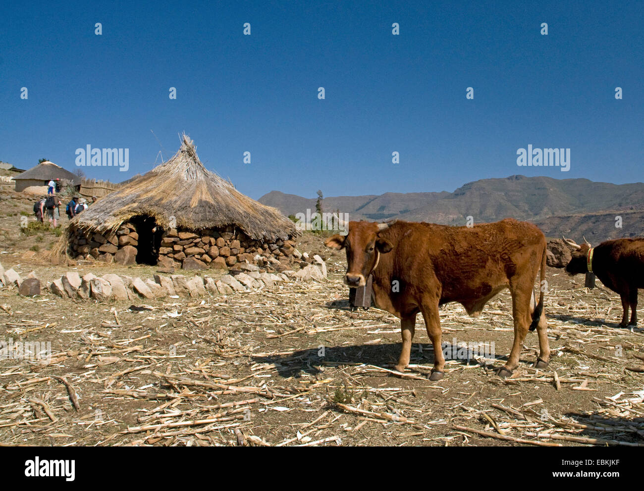 Lesotho cattle hi-res stock photography and images - Alamy