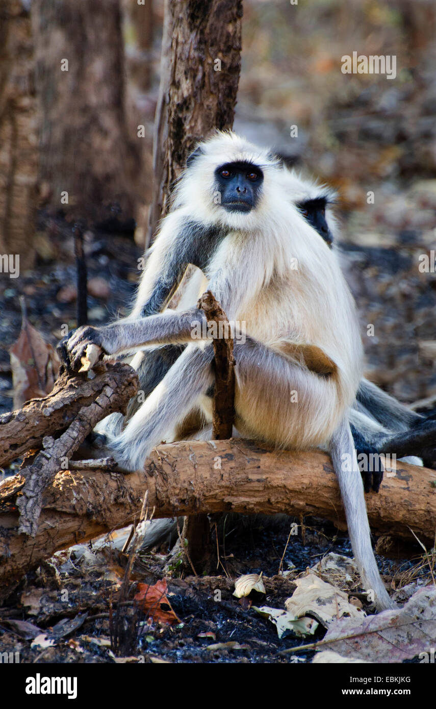 Sacred langur, Indian langur, Hanuman langur, Northern Plains Gray ...