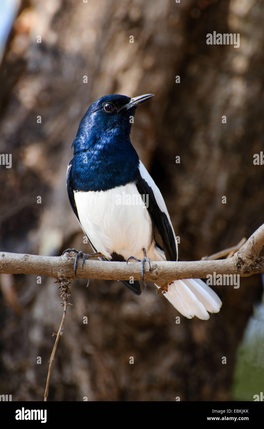 Indian robin birds hi-res stock photography and images - Alamy