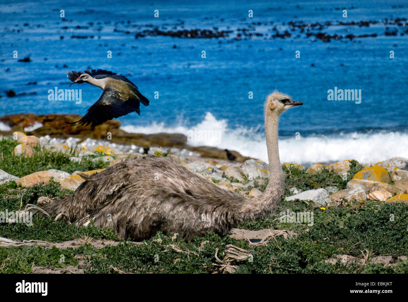 ostrich (Struthio camelus), female ostrich with hadeda ibis, South ...
