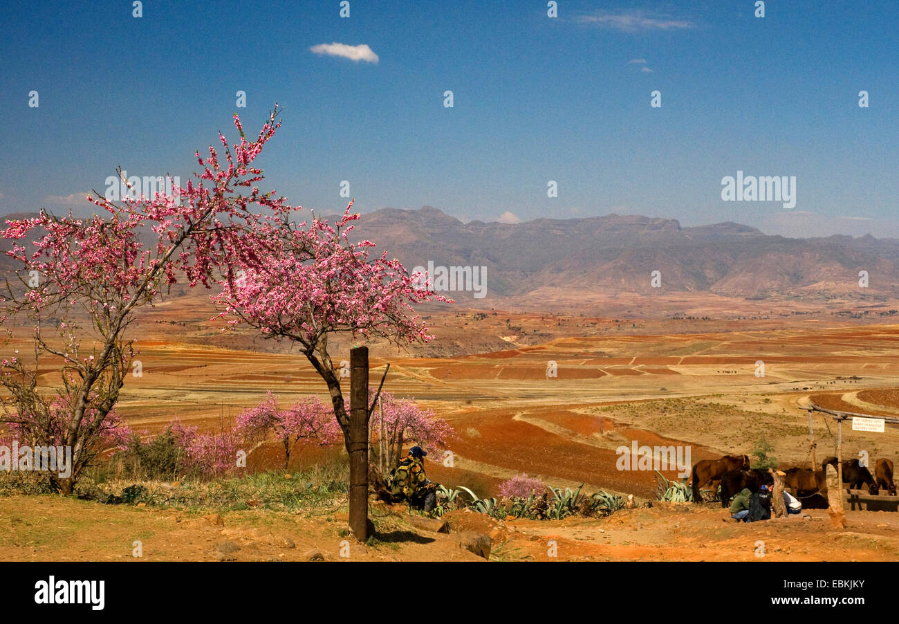 peach trees and horses in Malealea village, Lesotho Stock Photo - Alamy