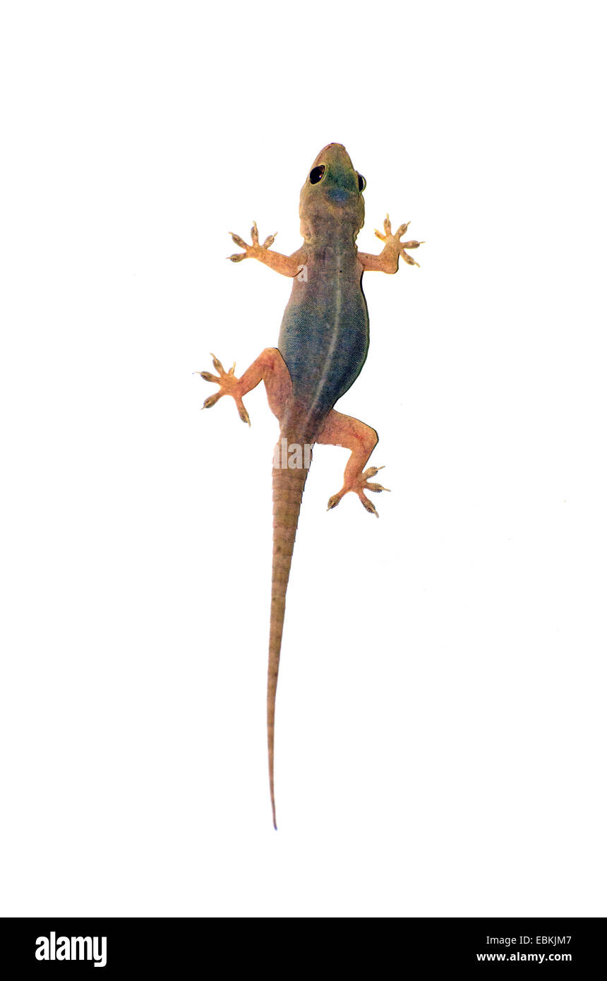 South indian gecko Cut Out Stock Images & Pictures - Alamy