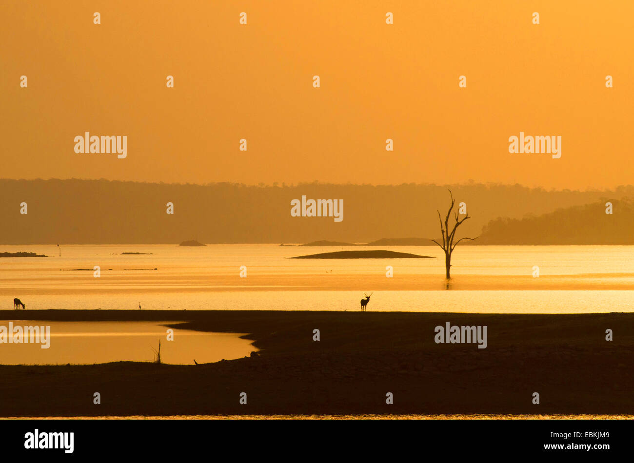 Pench river at sunset, India, Madhya Pradesh Stock Photo - Alamy