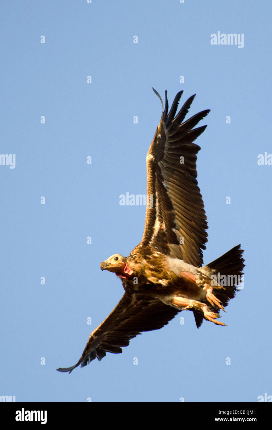 Sarcogyps calvus india High Resolution Stock Photography and Images - Alamy