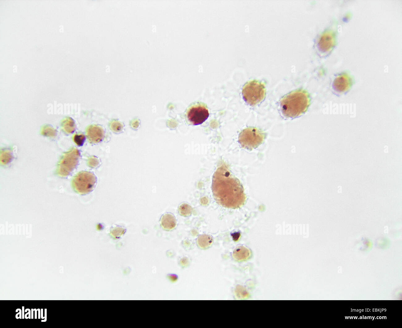 Fatty acids microscope hi-res stock photography and images - Alamy