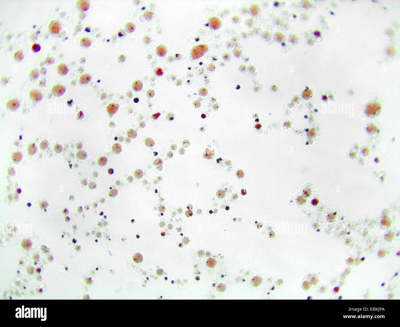 Fatty acids microscope hi-res stock photography and images - Alamy
