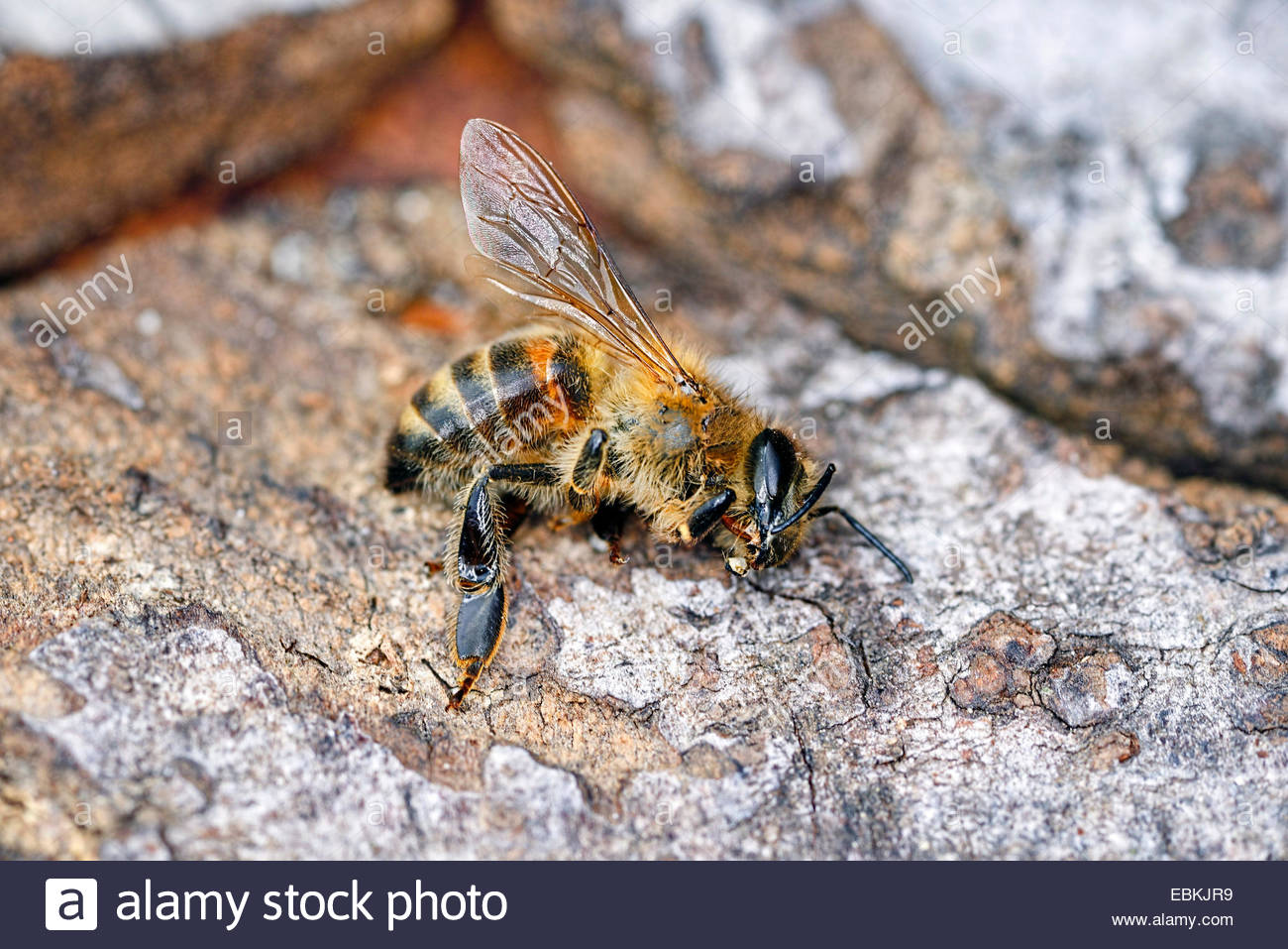 Dead Bee Stock Photos & Dead Bee Stock Images - Alamy