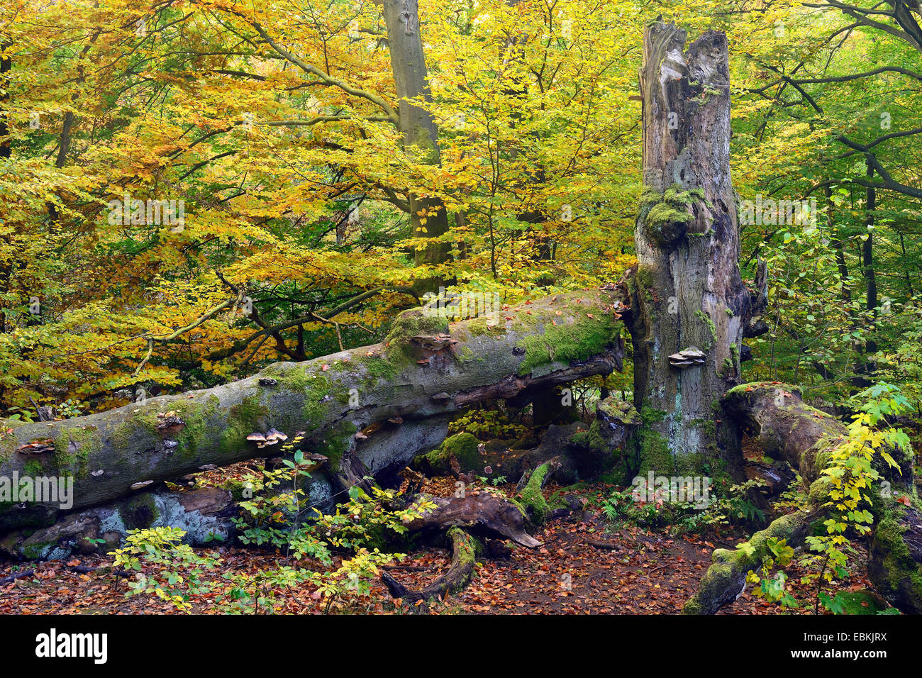 400 years beech hi-res stock photography and images - Alamy