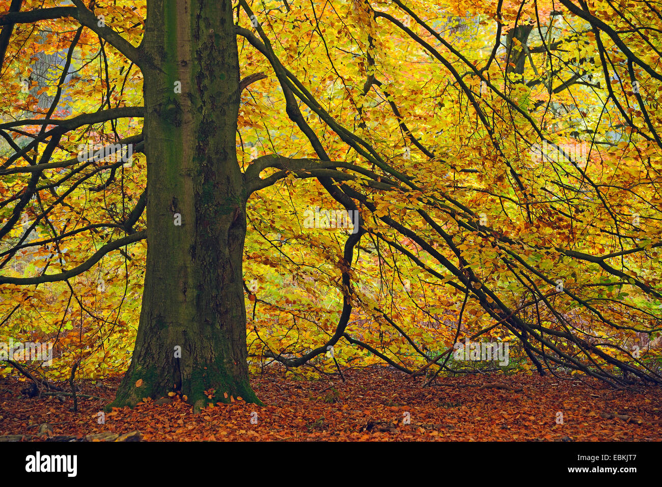 common beech (Fagus sylvatica), mossy tree trunk of an old beech in ...
