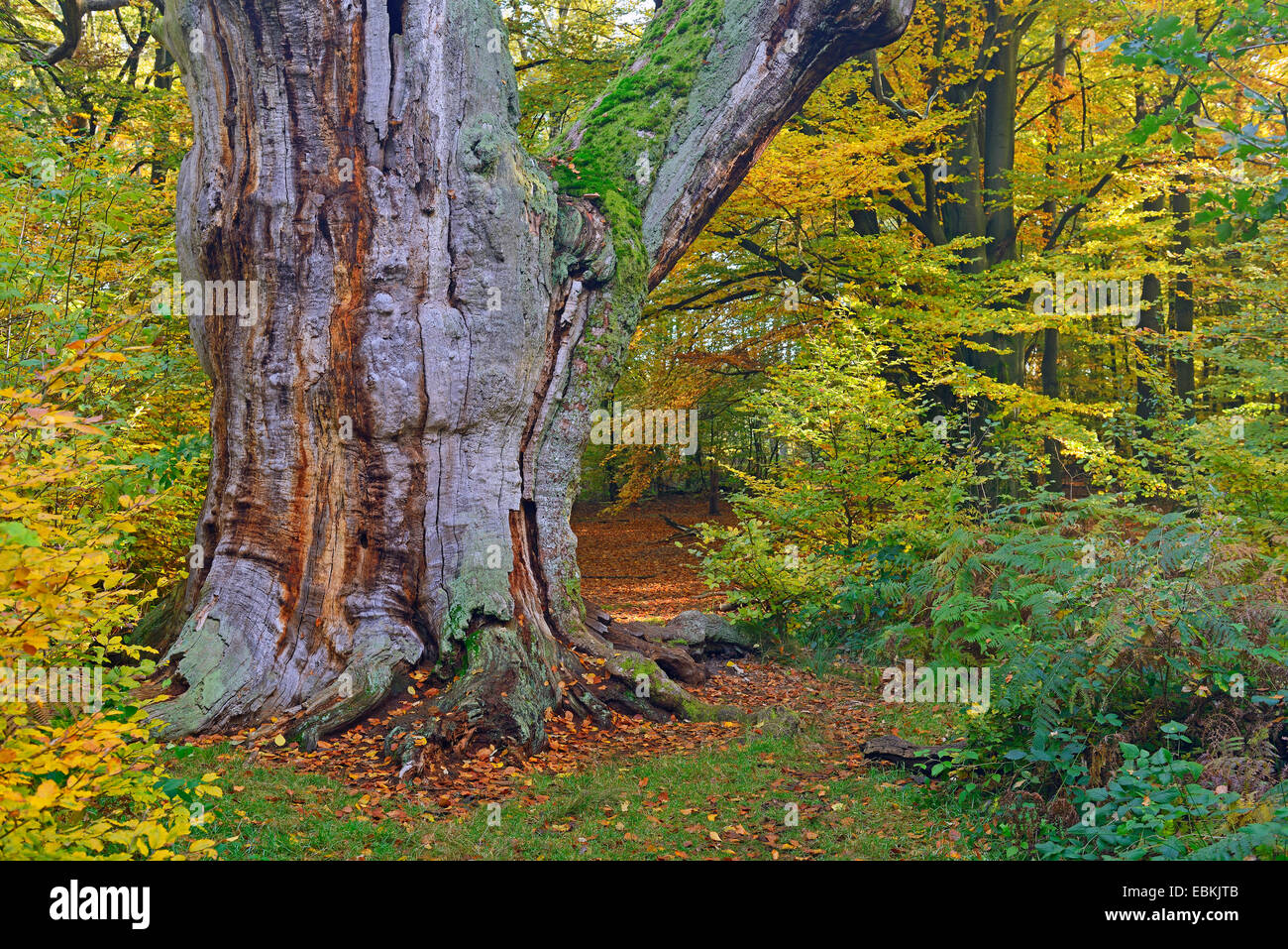 common beech (Fagus sylvatica), ca. 800 years old beech in autumn ...