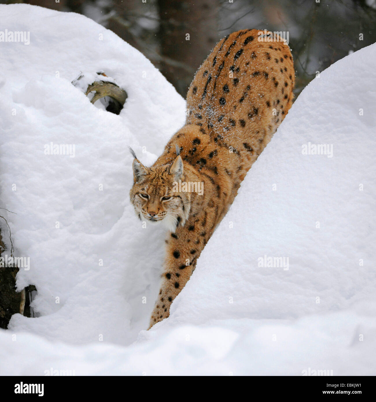 Eurasian lynx (Lynx lynx), walking through snow, Germany Stock Photo ...