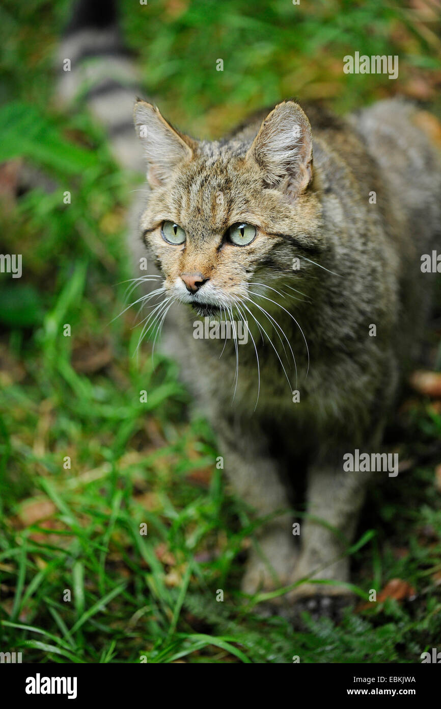European wildcat, forest wildcat (Felis silvestris silvestris ...