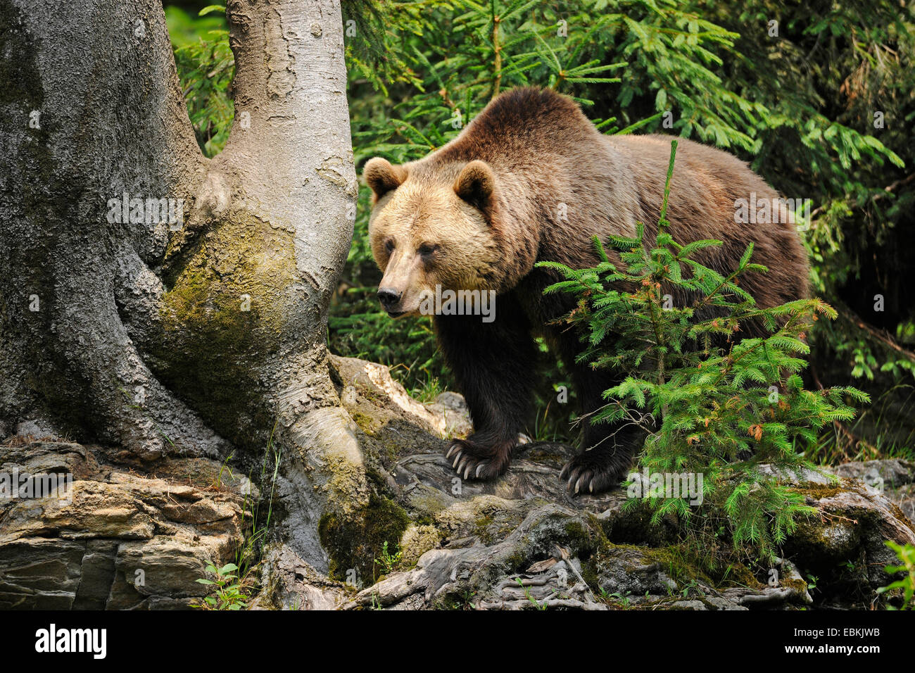 Brown bear standing tree hi-res stock photography and images - Alamy