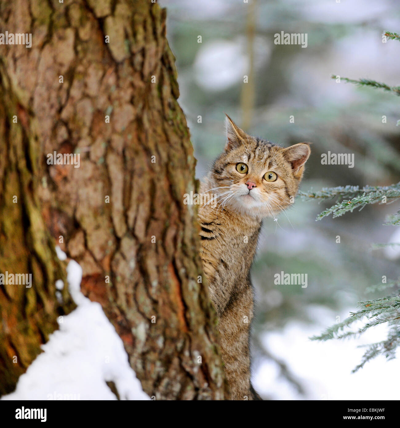 European wildcat, forest wildcat (Felis silvestris silvestris ...