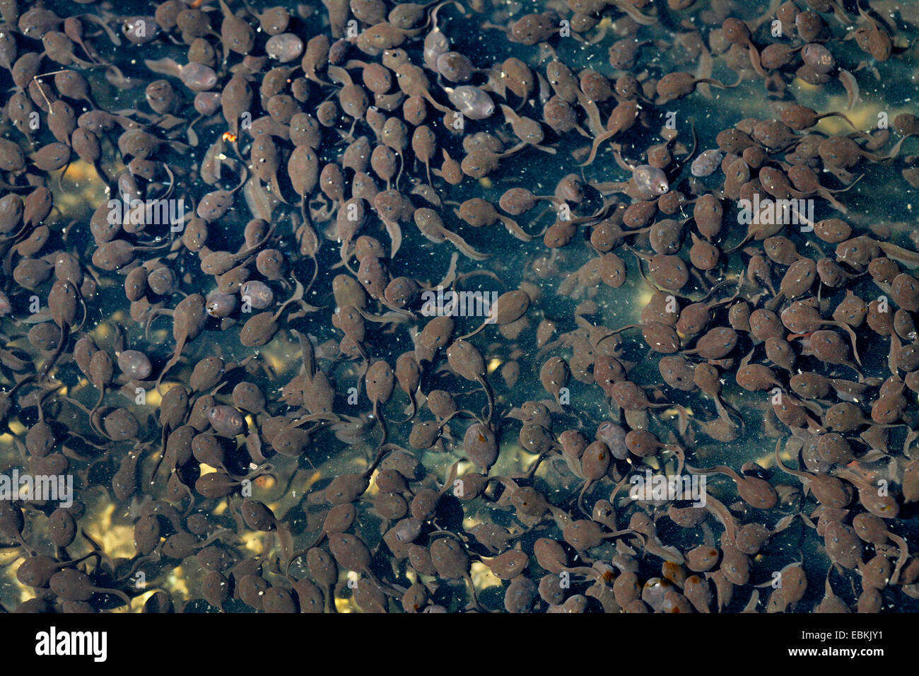 European common toad (Bufo bufo), lots of tadpoles in shallow water ...
