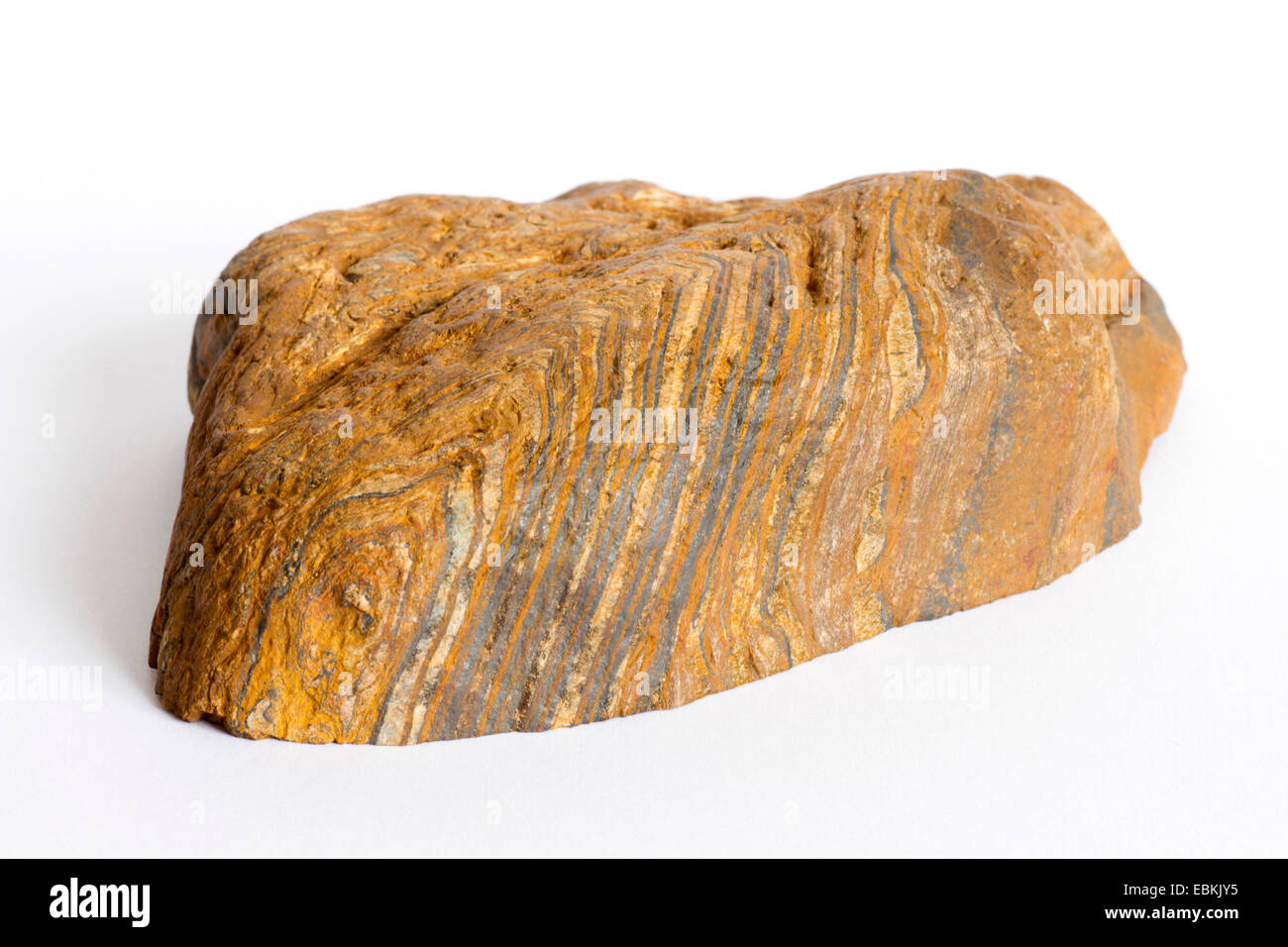 stromatolites, Collenia symmetrica Stock Photo - Alamy