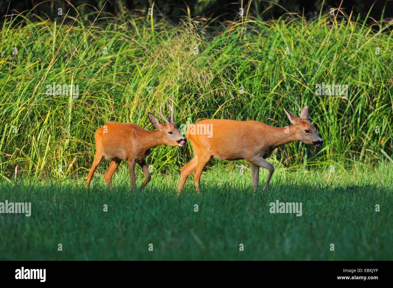 roe deer (Capreolus capreolus), buck driving a doe during the rutting ...