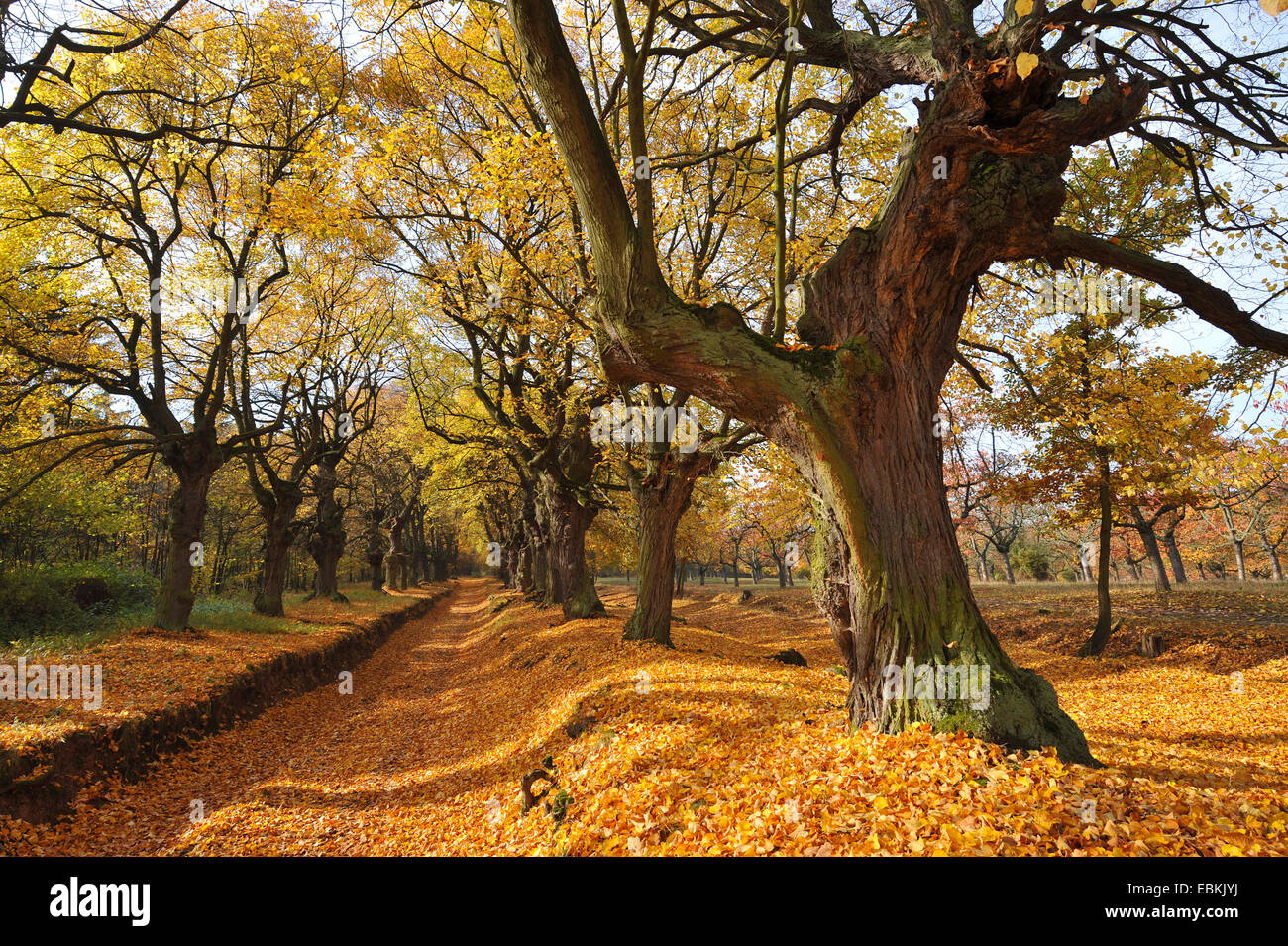small-leaved lime, littleleaf linden, little-leaf linden (Tilia cordata ...