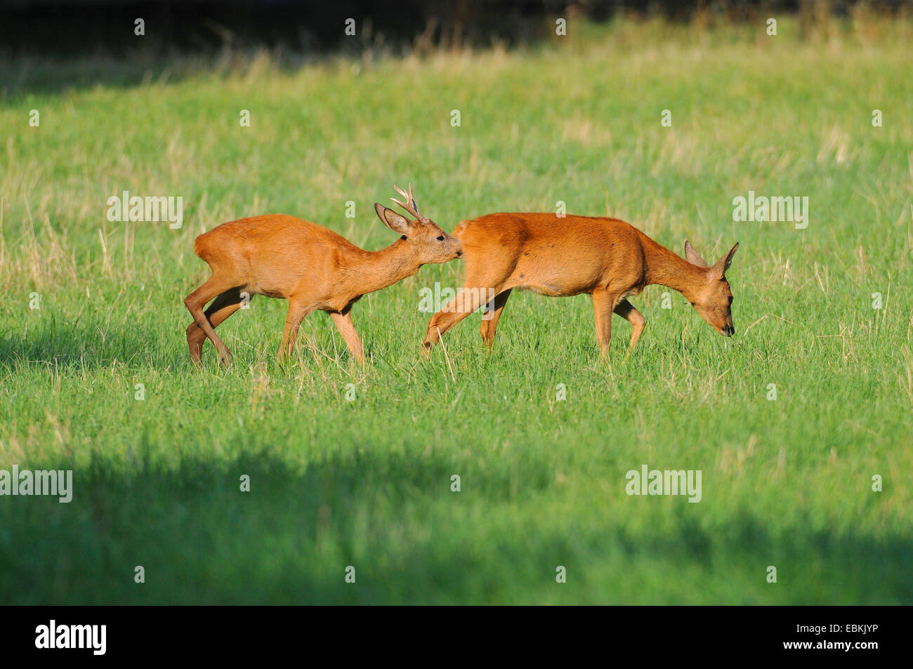 roe deer (Capreolus capreolus), buck driving a doe during the rutting ...