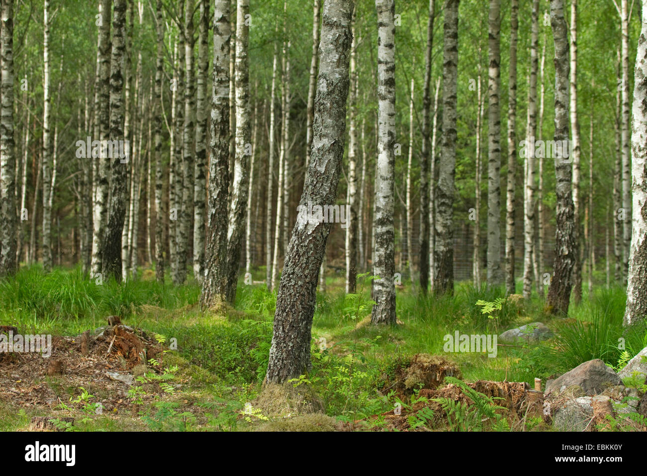common birch, silver birch, European white birch, white birch (Betula ...