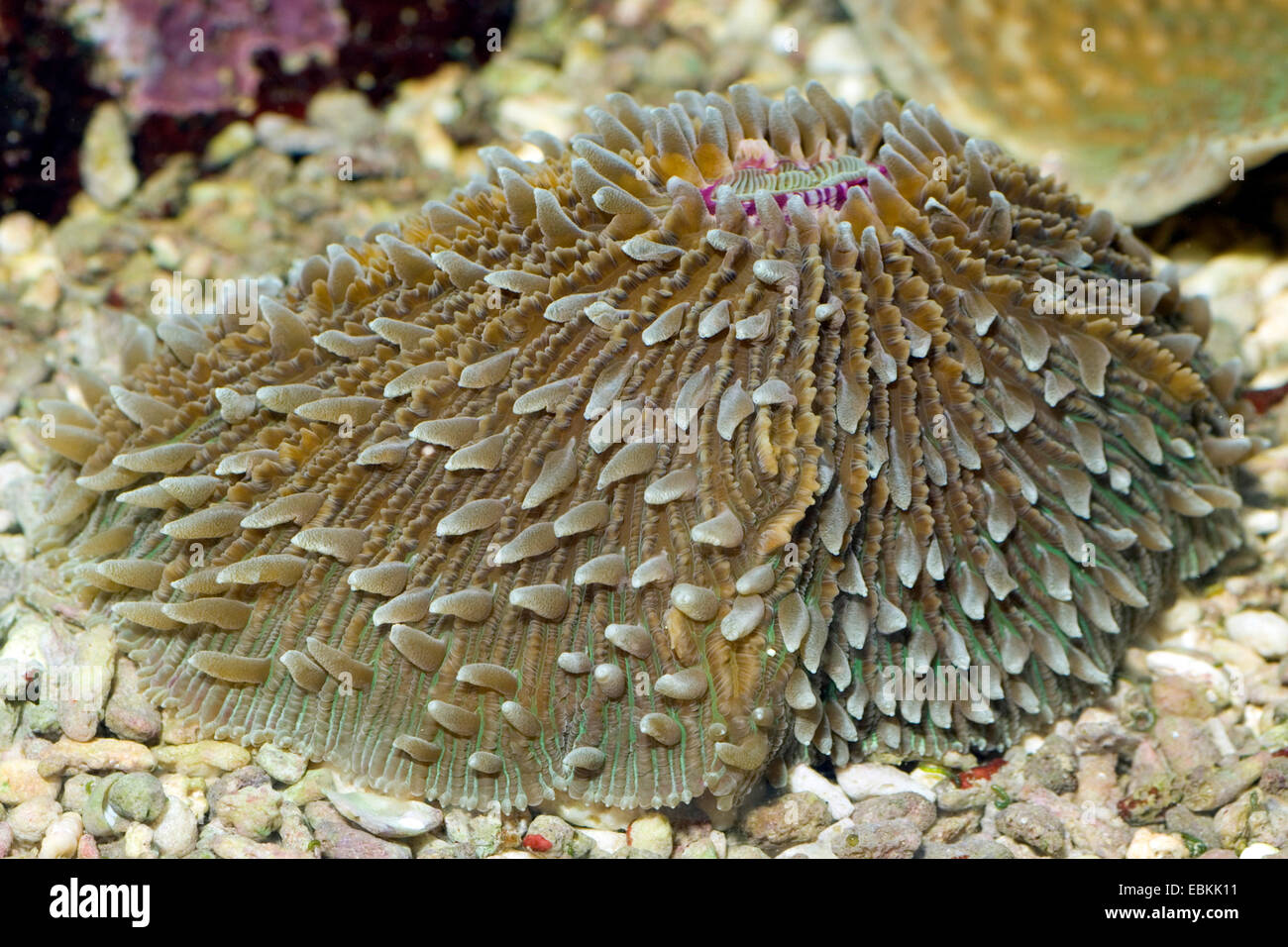 Mushroom Coral (Fungia spec.), side view Stock Photo - Alamy