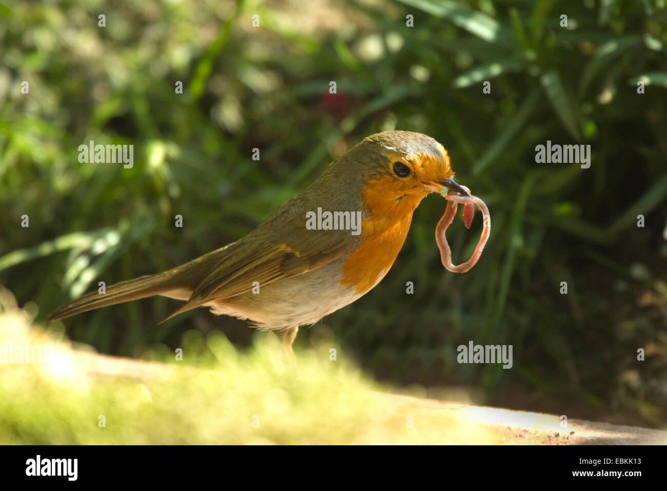 Bird catching worm hi-res stock photography and images - Alamy